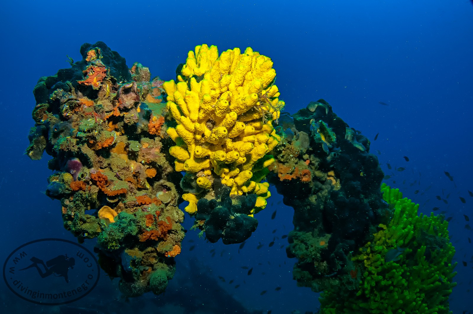 dive-sites-peoples-diving-club